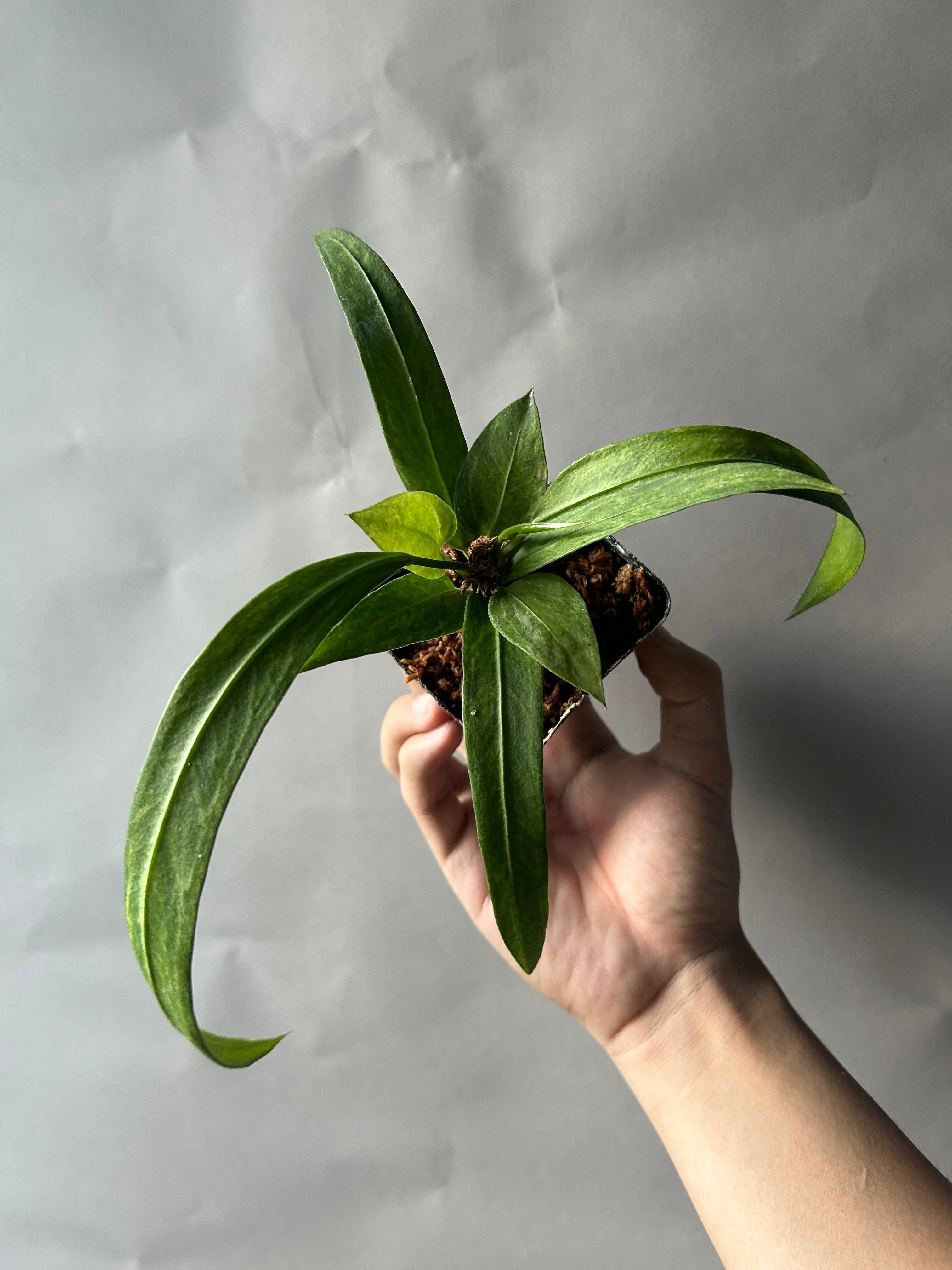 ANTHURIUM – The Realm Of Leaf