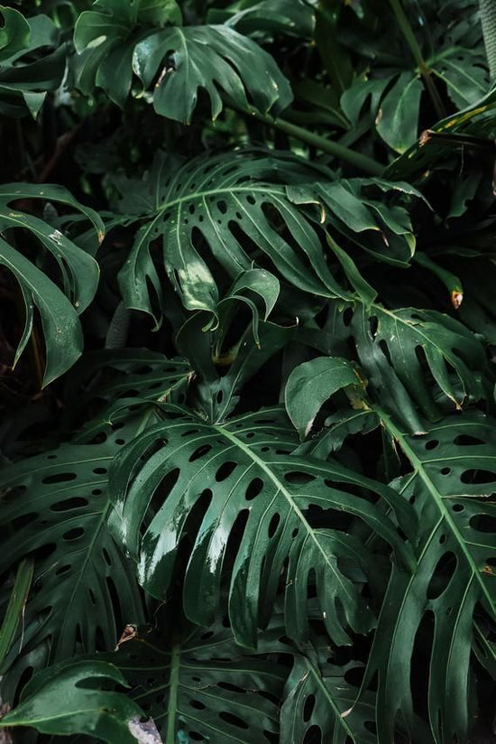 The Realm Of Leaf